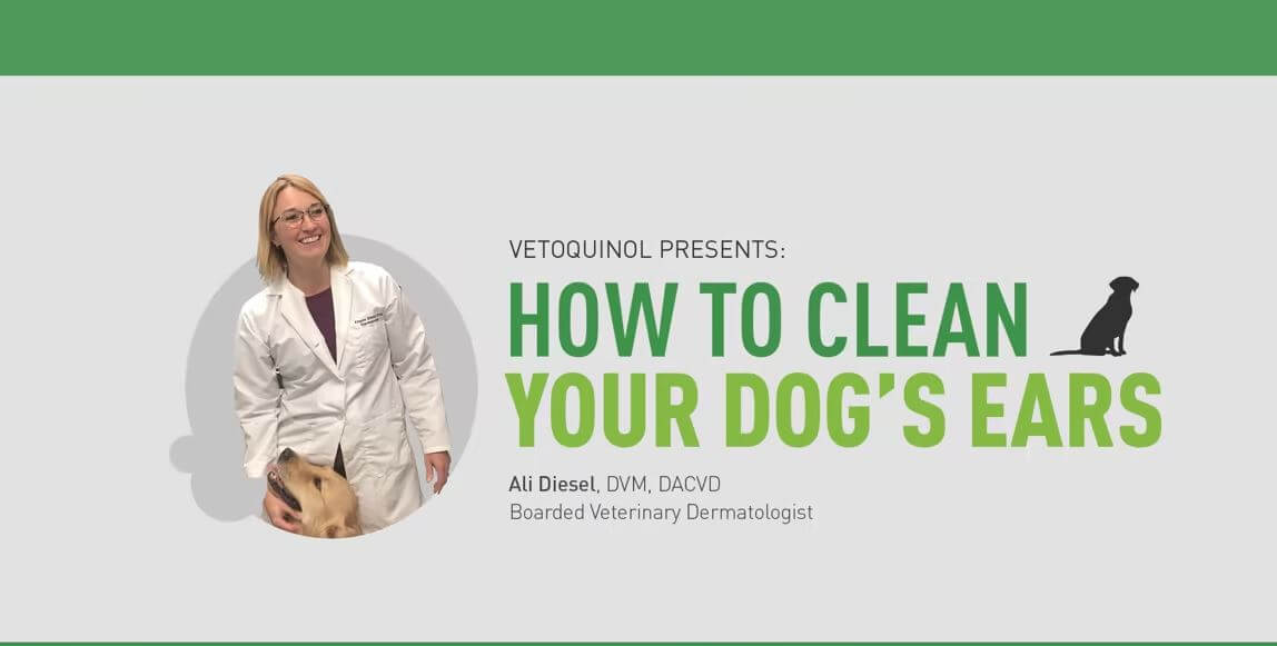 Dogs | Lake Conroe Veterinarians
